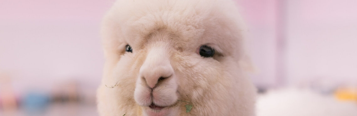 6 main differences between Llama 2 vs. GPT-4 vs. GPT-3.5